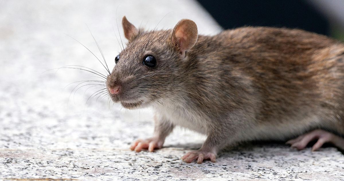Rat Exterminator Know-How: Effective Strategies for Rodent Control ...